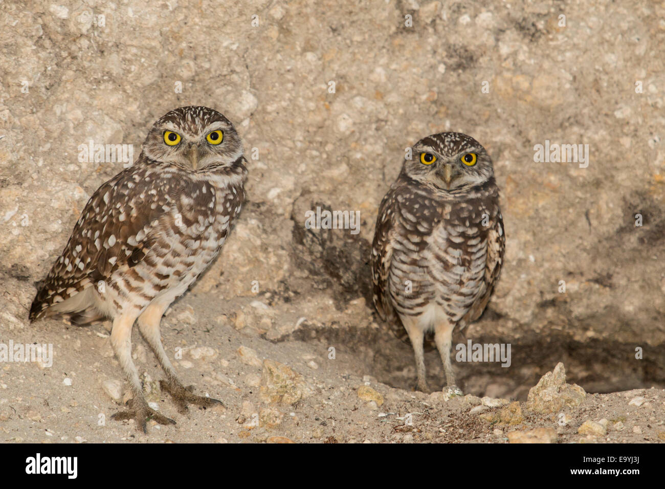 Florida burrowing owls outside of a burrow - Athene cunicularia Stock ...