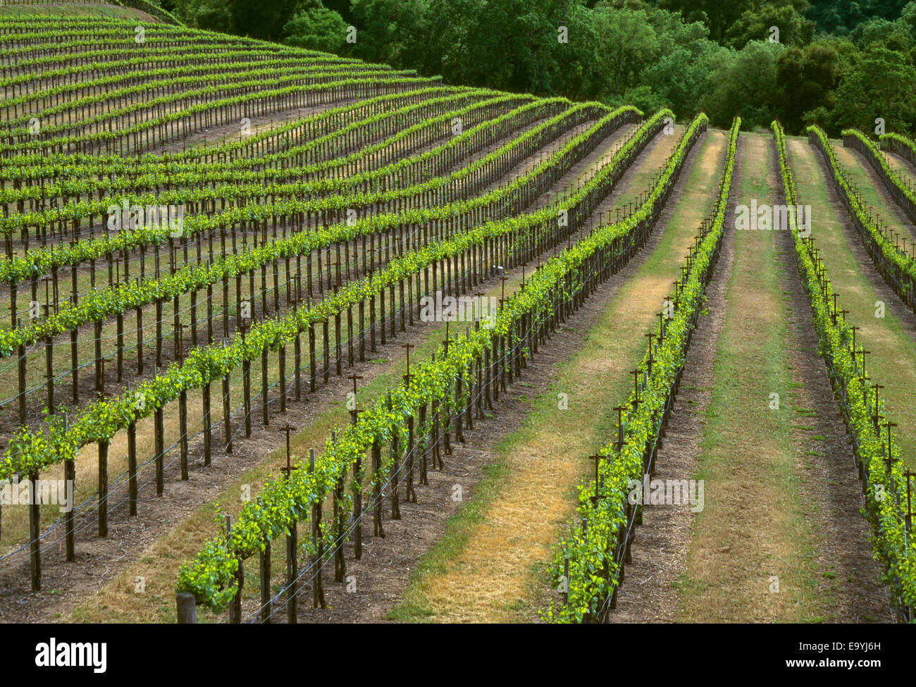 Agriculture - Hillside wine grape vineyard showing early Spring foliage ...