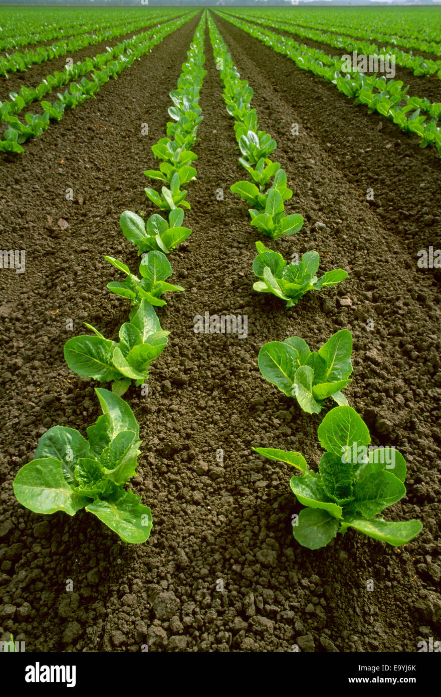 Agriculture - Field of early growth Romaine lettuce plants / Salinas ...