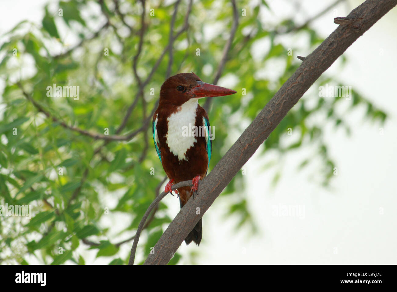 White-throated kingfisher, Halcyon smyrnensis, Maharashtra, India Stock ...