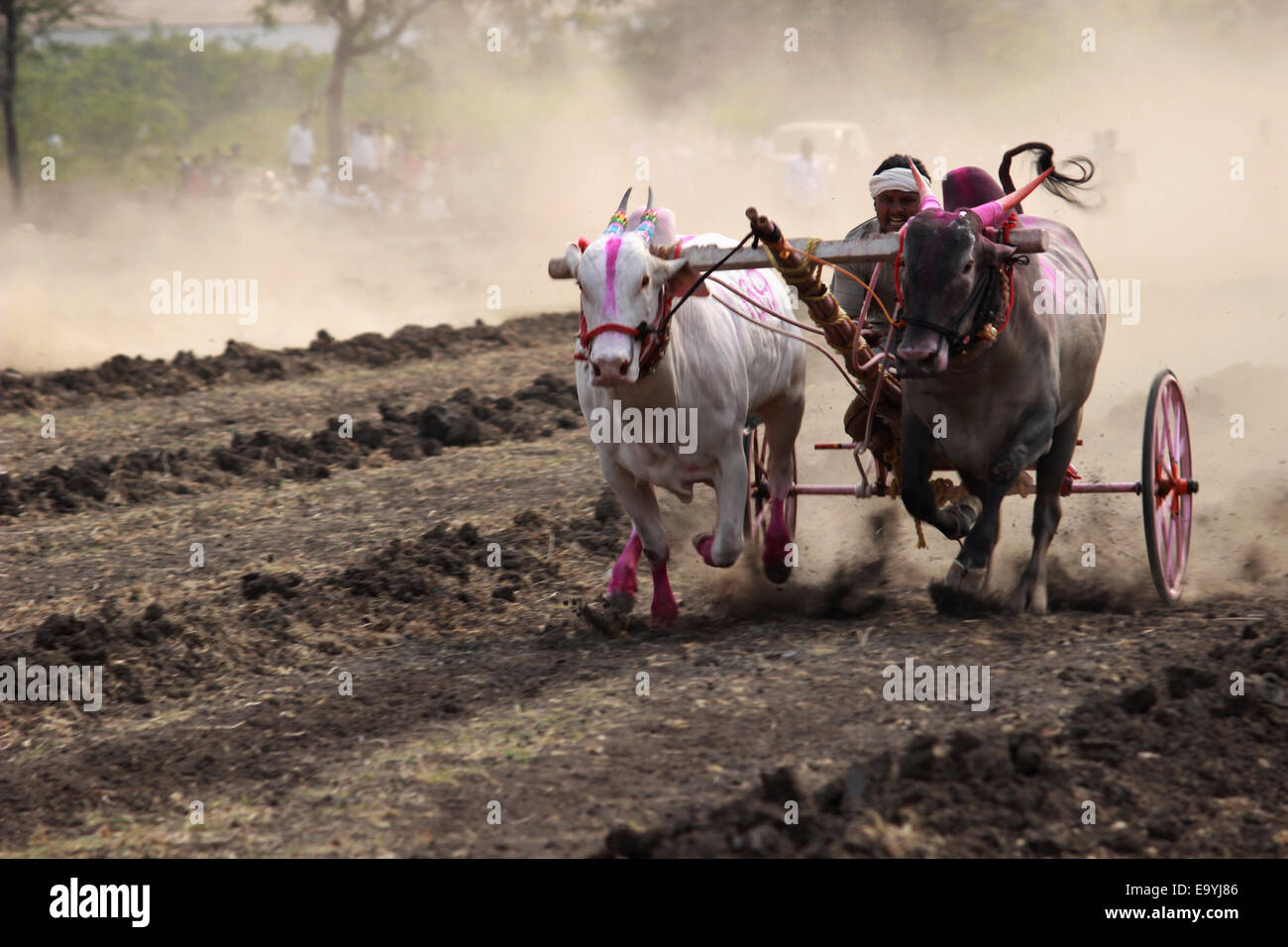 Indian Bullock Cart Driver High Resolution Stock Photography and Images ...