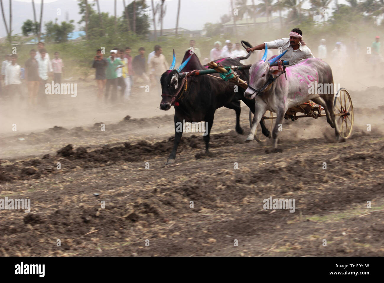 Traditional Bull-Cart Race at Firsung, Hadapsar, Pune, Maharastra Stock ...
