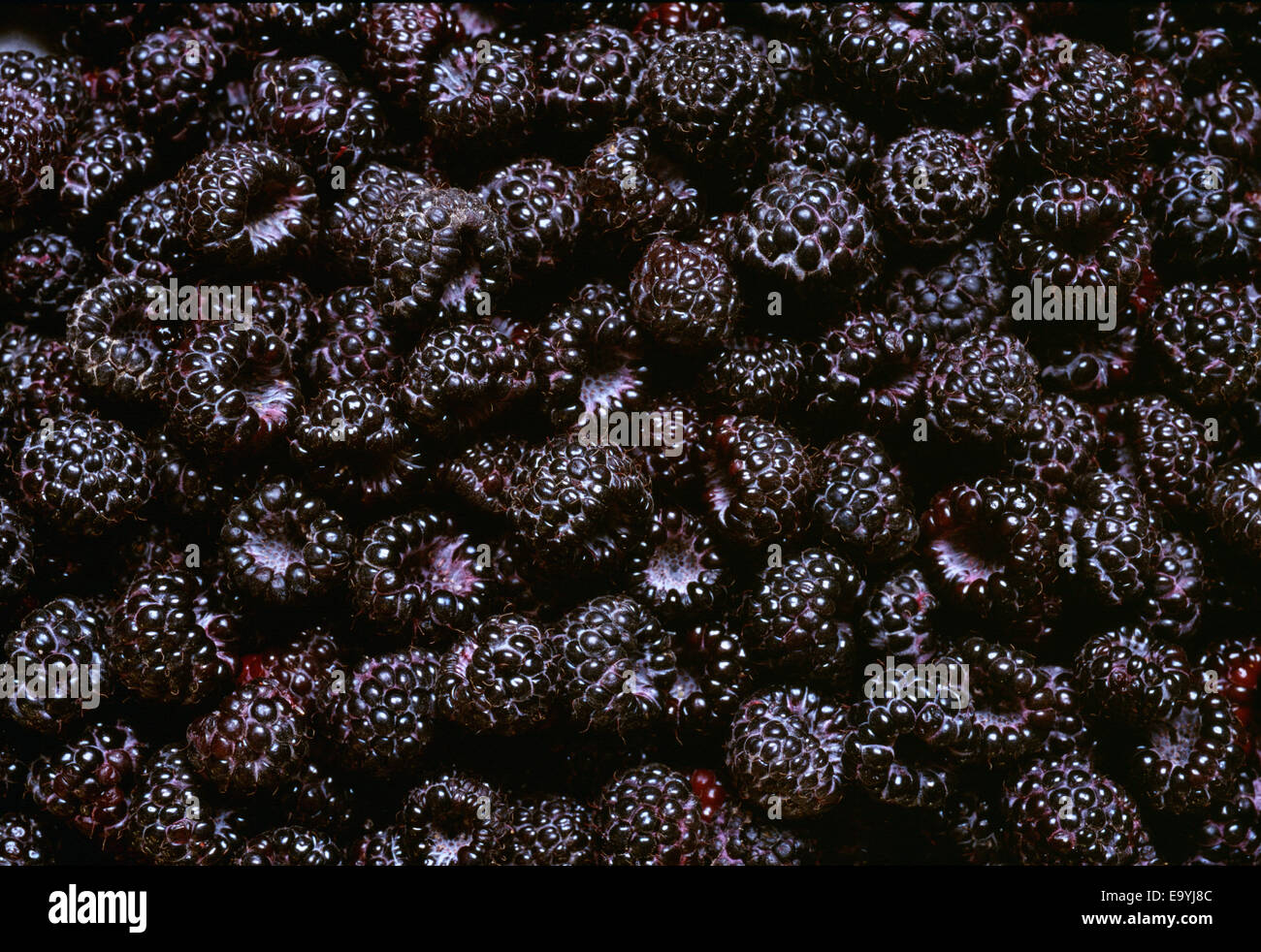 Mature growth raspberries hi-res stock photography and images - Alamy