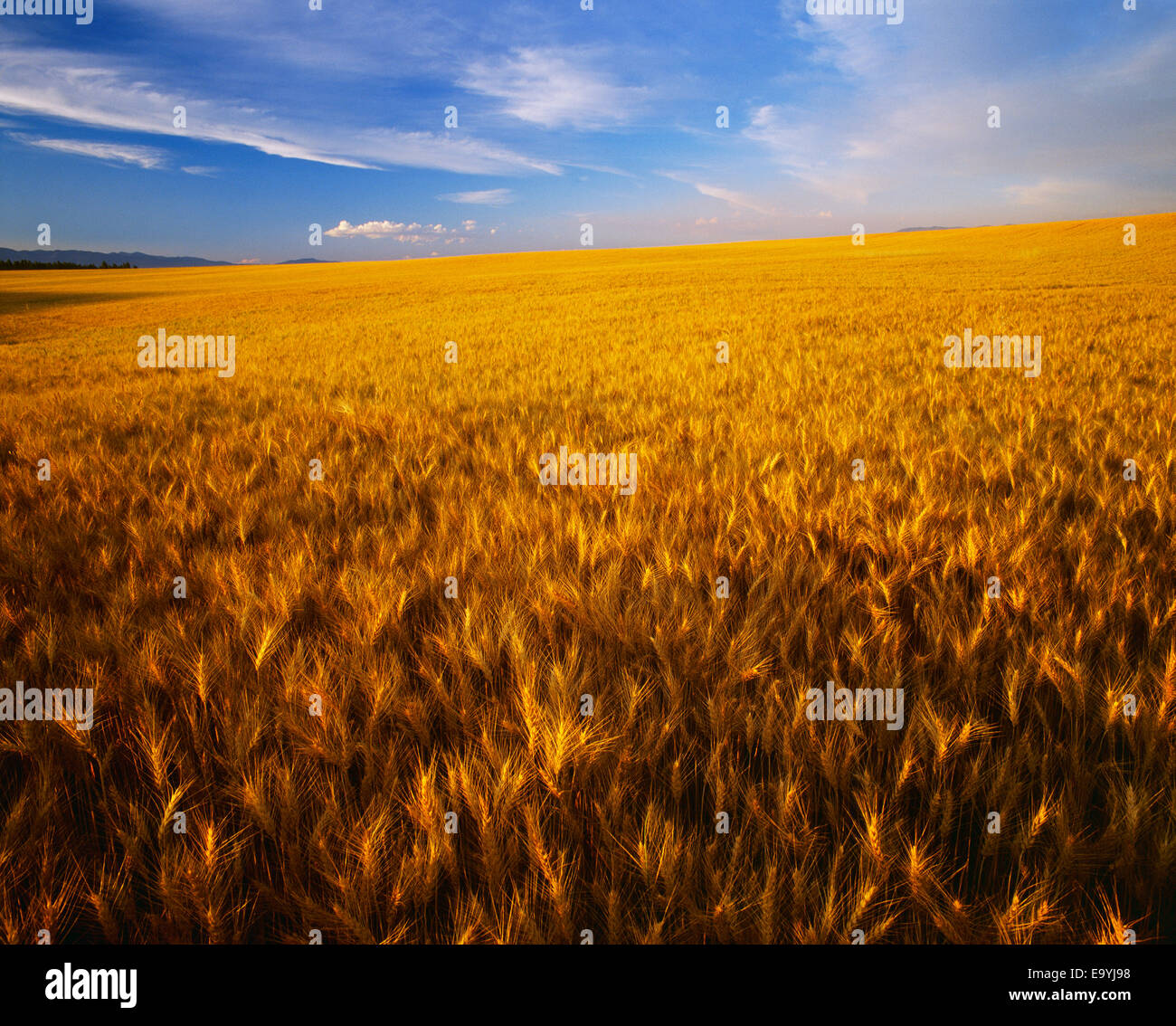 Agriculture - A large rolling field of mature, harvest ready wheat in ...