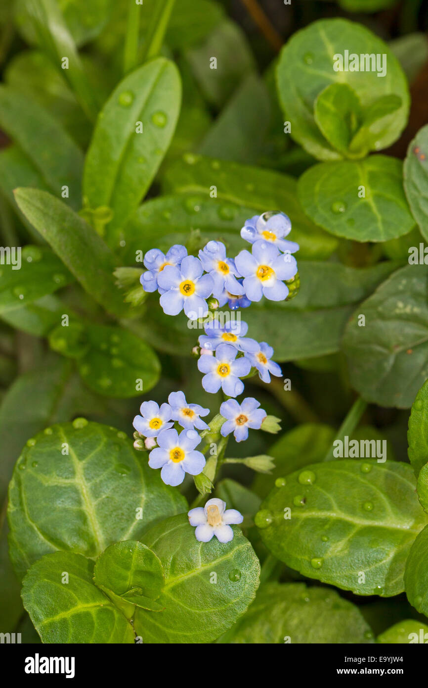Common Water Forget-Me-Nots Stock Photo - Alamy