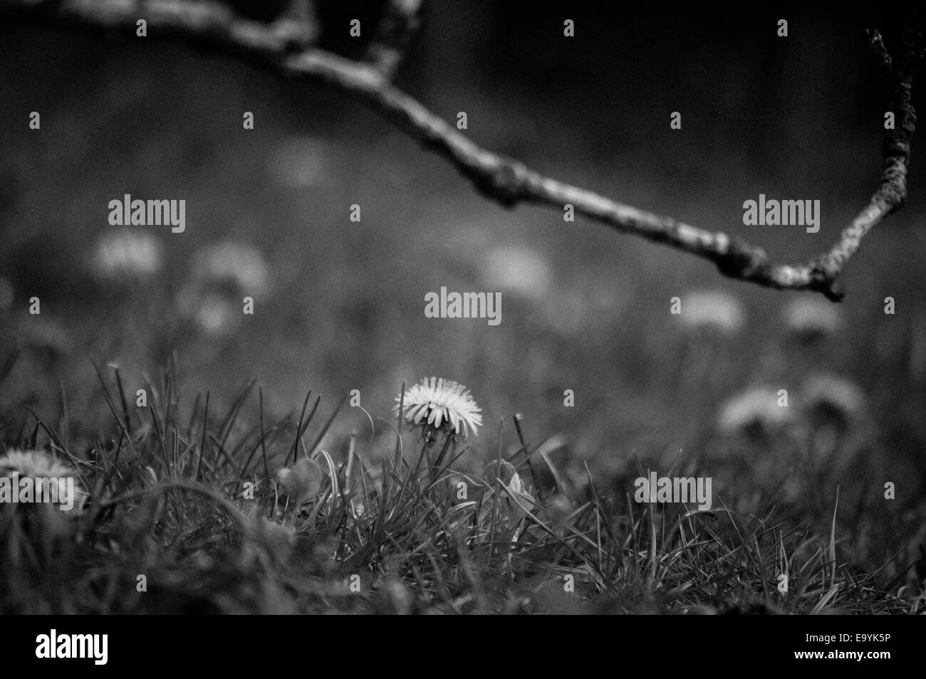 Dandelion in Bloom Stock Photo - Alamy