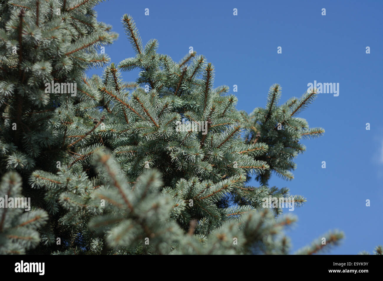 Fir tree crown hi-res stock photography and images - Alamy