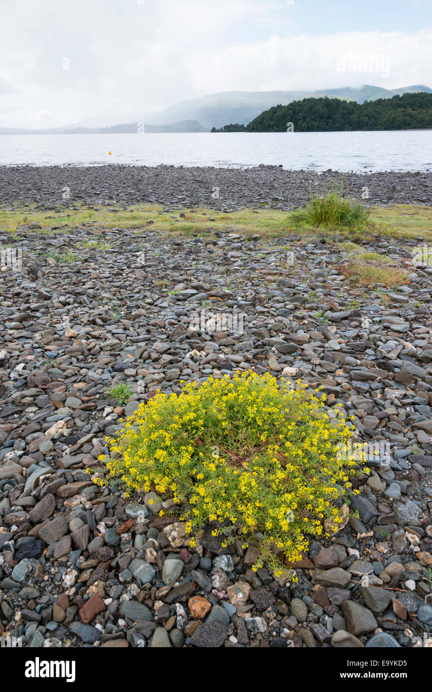 Shore loch lomond hi-res stock photography and images - Alamy