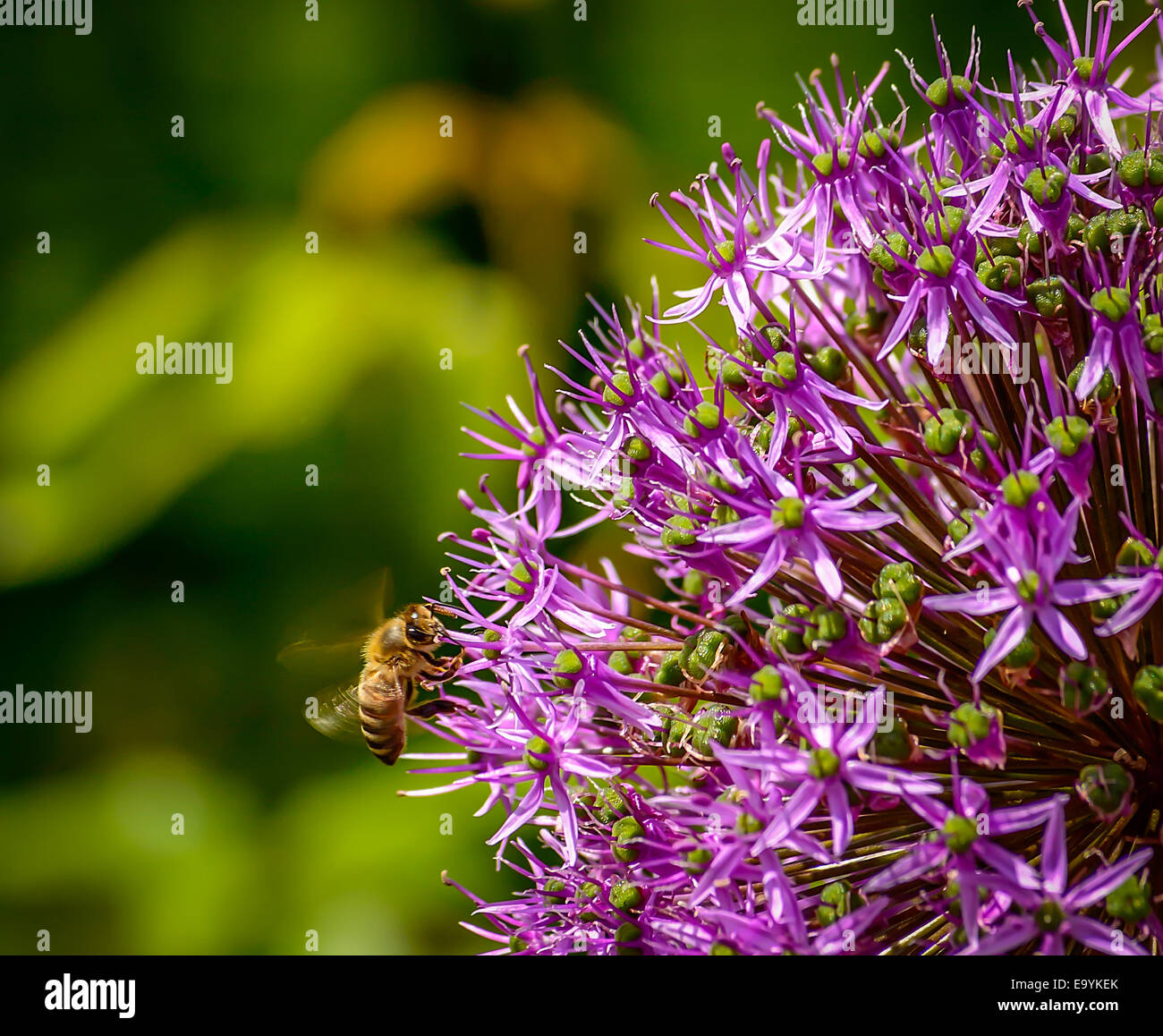 Bee in front flight hi-res stock photography and images - Alamy