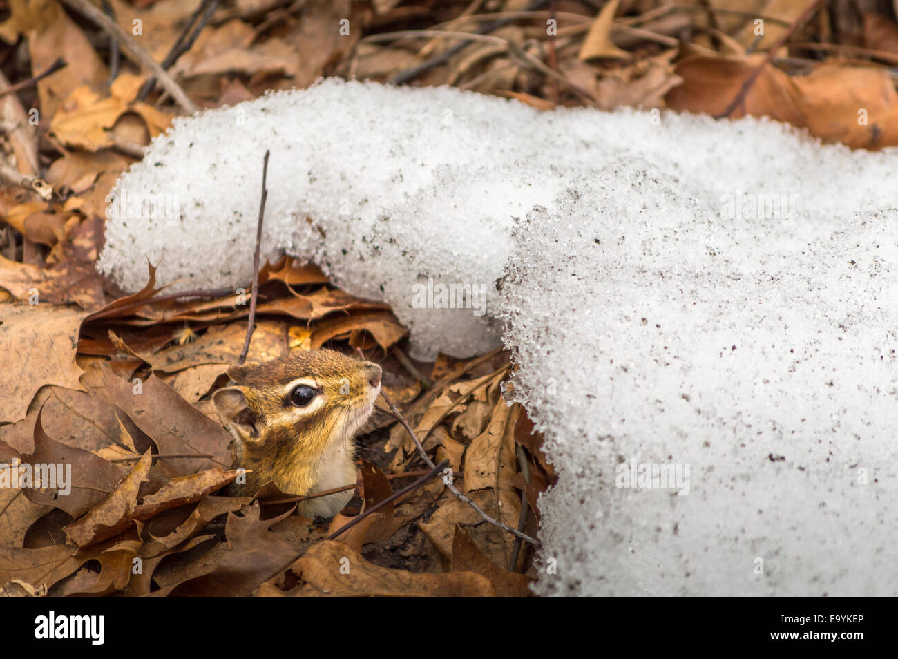 Eastern Chipmunk Burrow