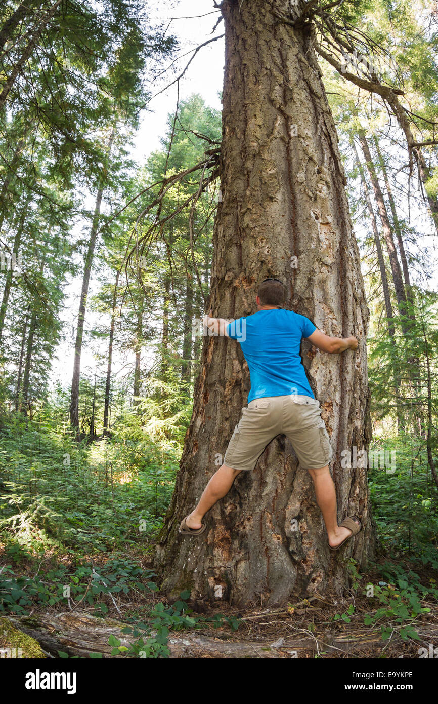 young man hugging a very large Douglas fur tree in the Oregon forest ...