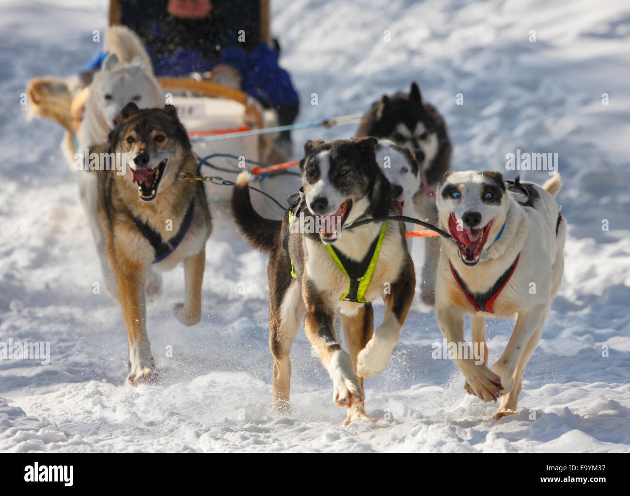 Male run dog hi-res stock photography and images - Alamy