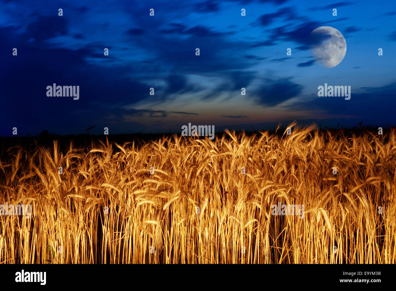 Moon over Wheat Field Stock Photo - Alamy