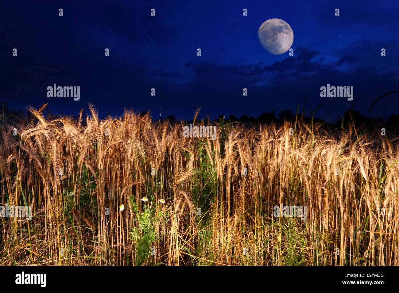 Moon rising above a wheat field Stock Photo - Alamy