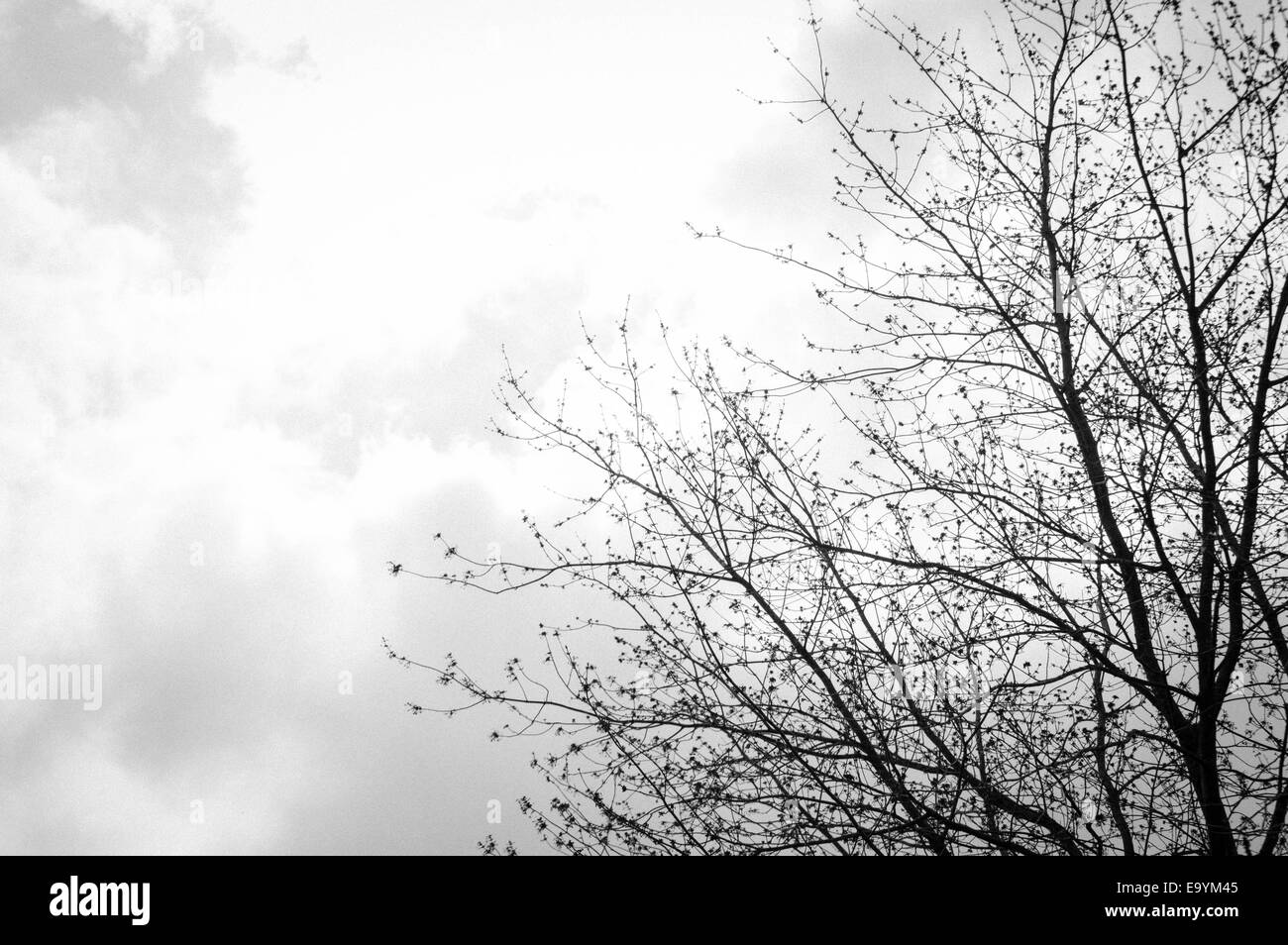 Budding trees hi-res stock photography and images - Alamy