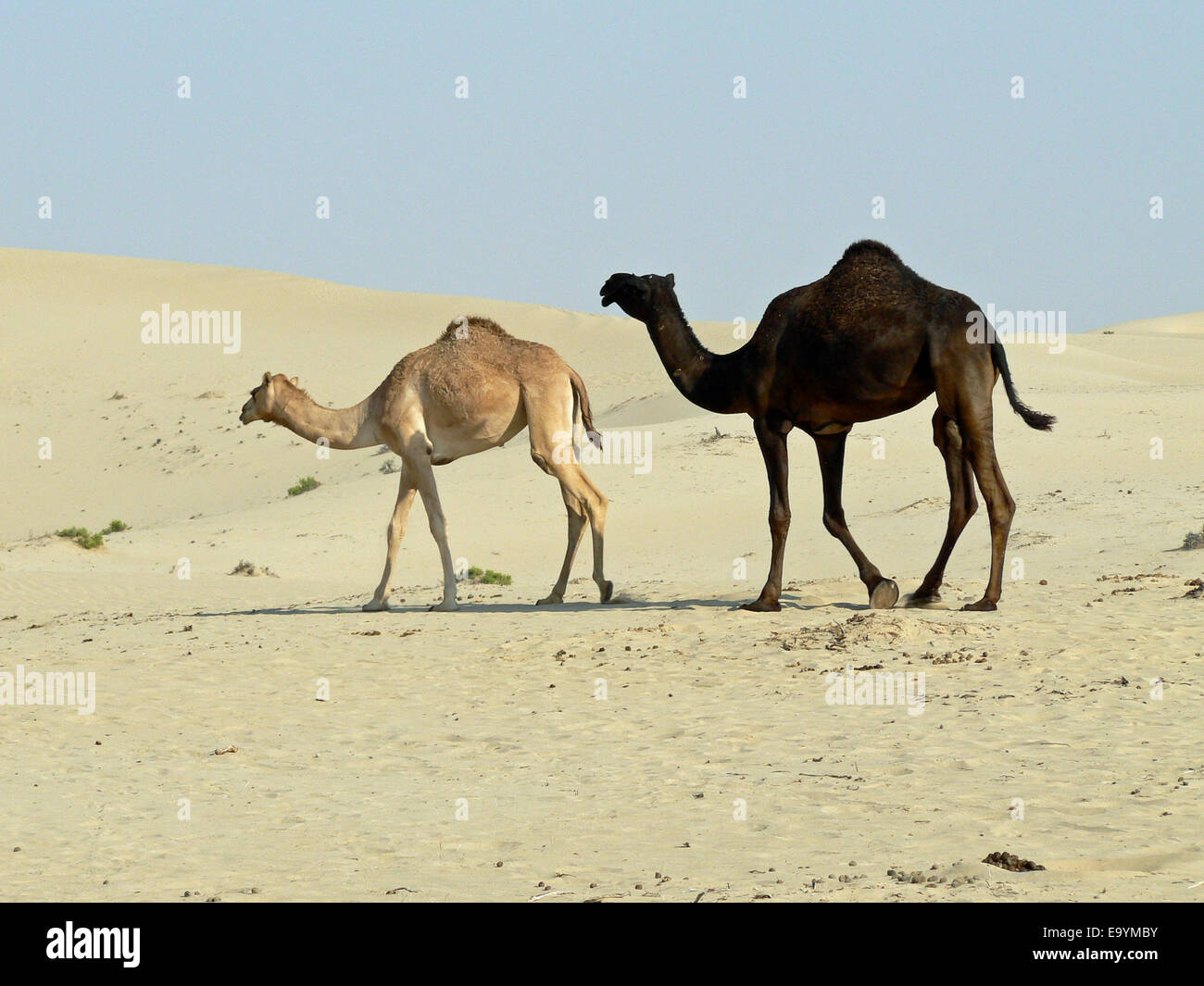 Arabian Desert Animals