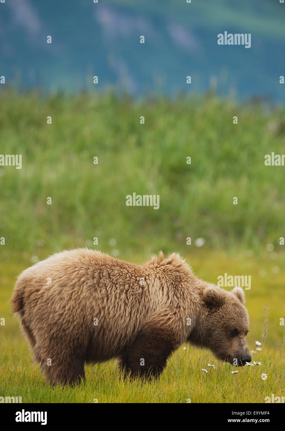 Adult Brown Bear standing amongst grasses, Hallo Bay, Katmai National ...