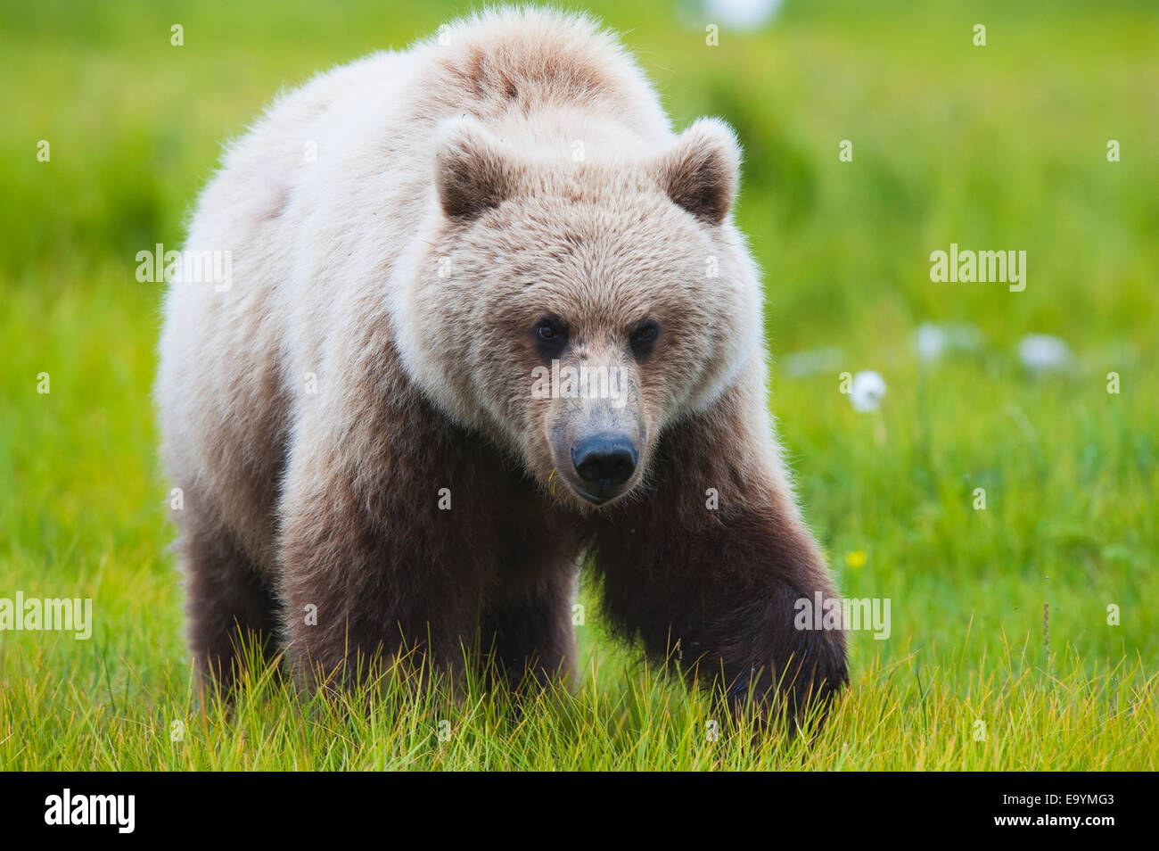 Adult Brown Bear walking amongst grasses, Hallo Bay, Katmai National ...