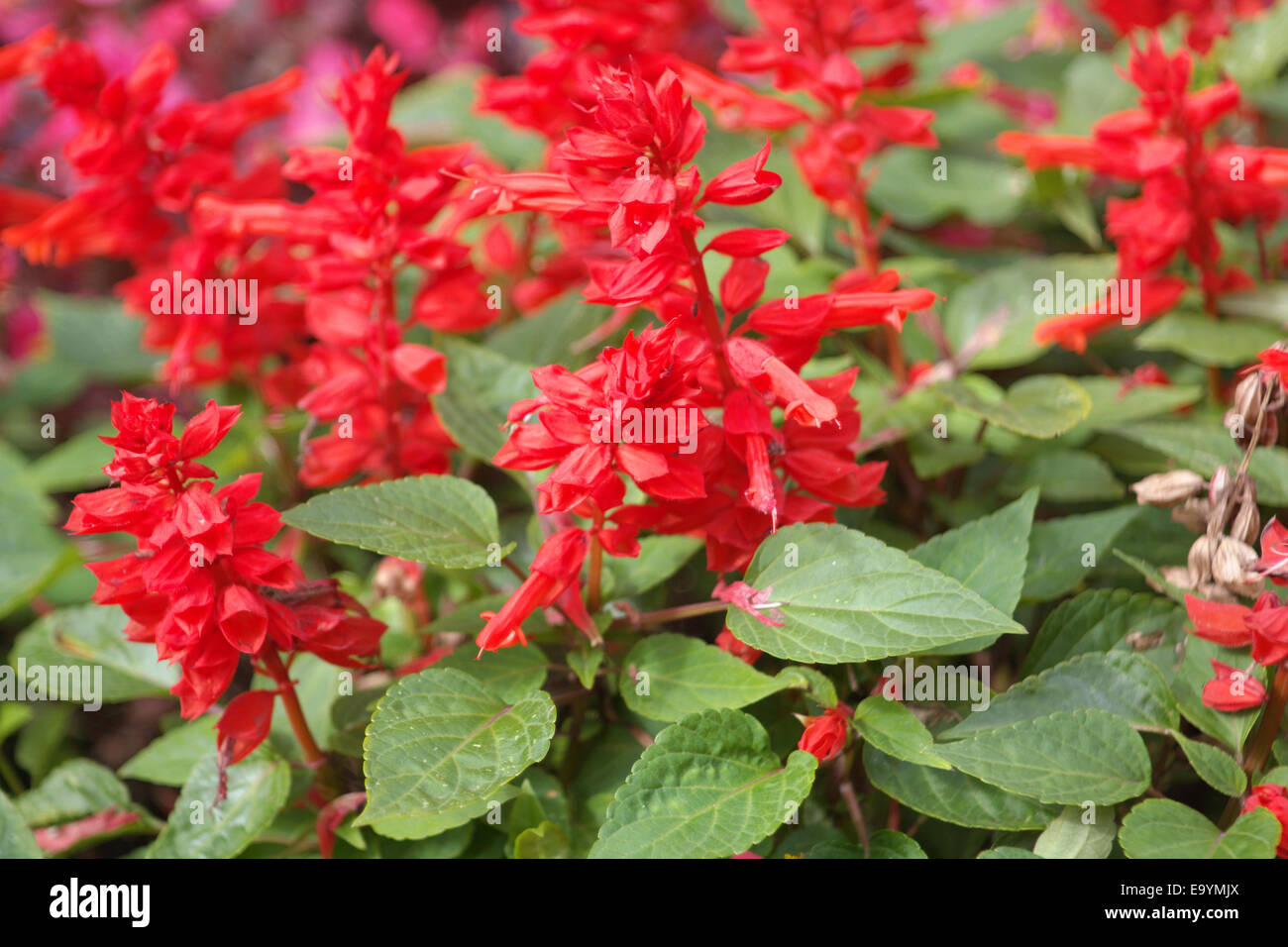 red little flowers Stock Photo - Alamy