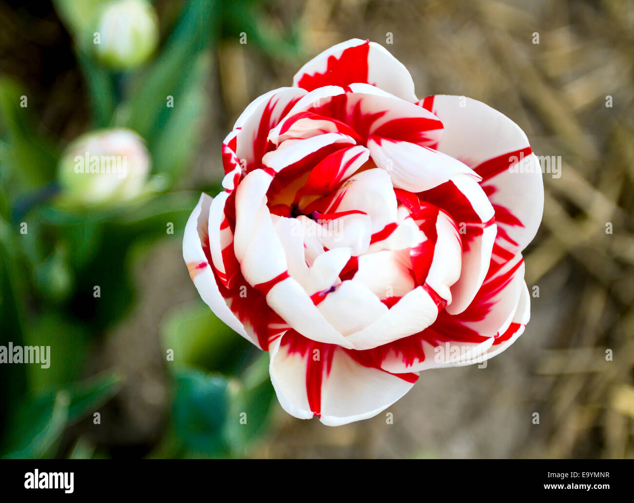 Flaming club tulip hi-res stock photography and images - Alamy