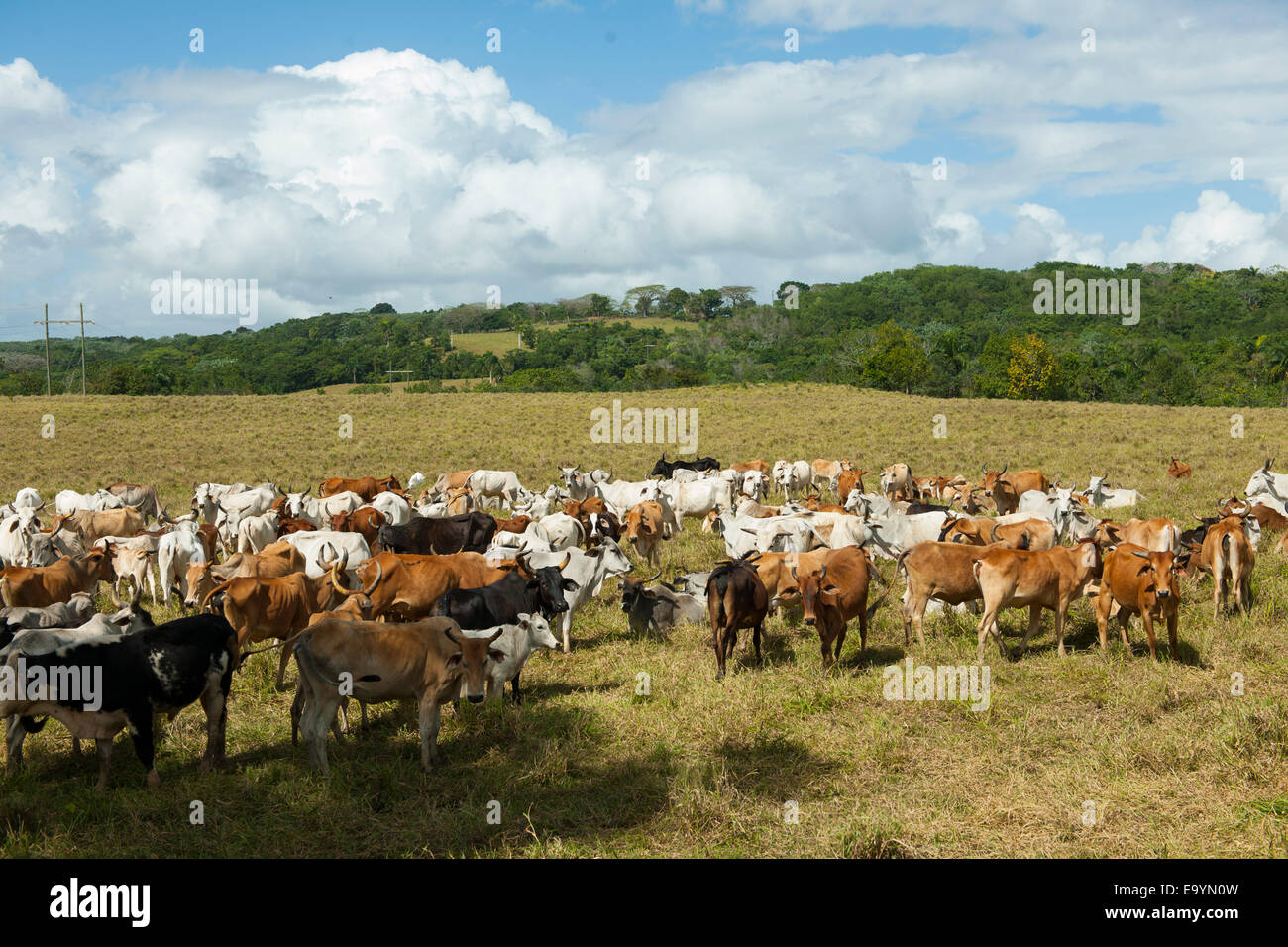 Rinderherde hi-res stock photography and images - Alamy