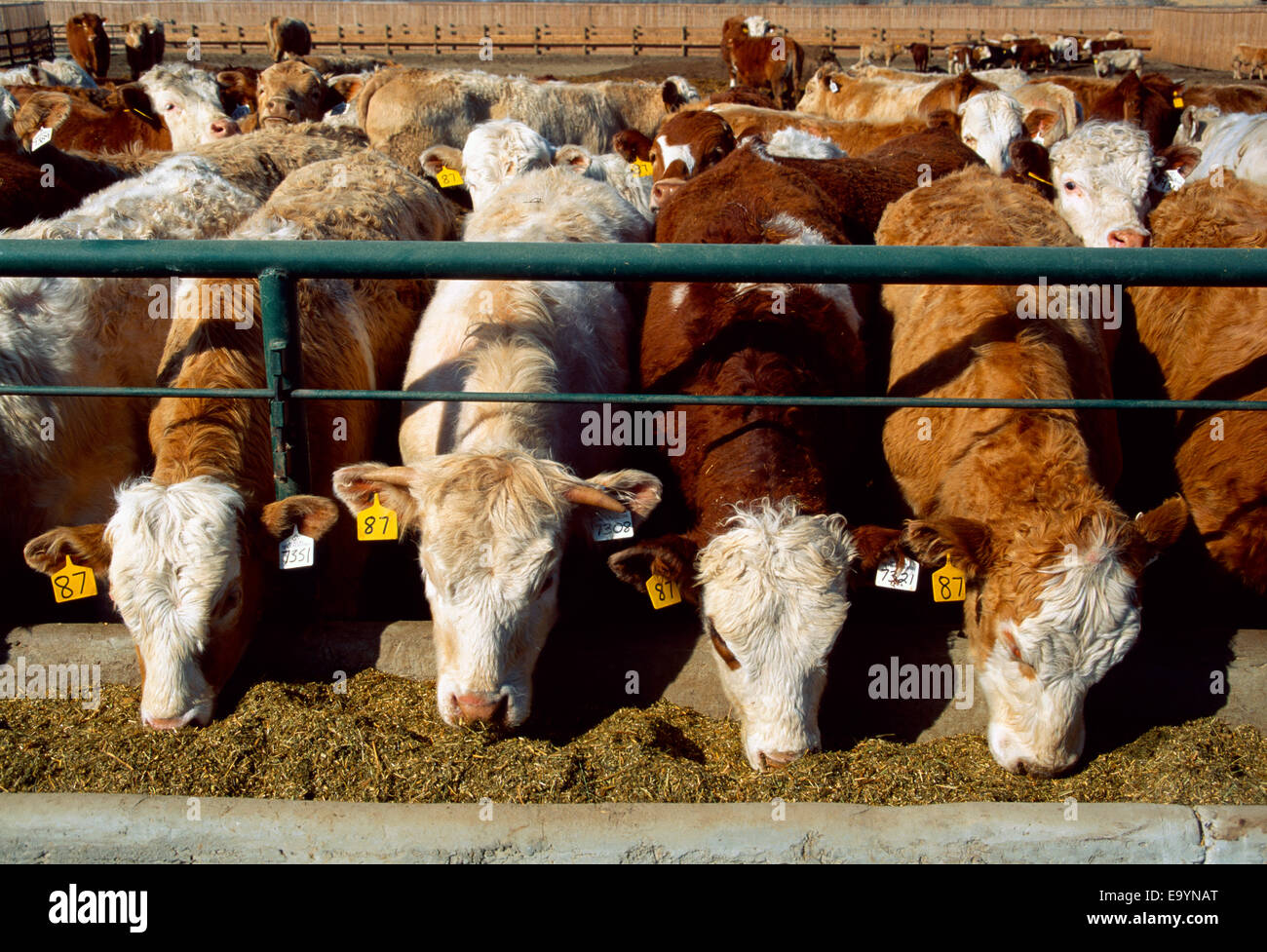 Livestock Mixed Breed Beef Cattle Feeding On Silage At A Feedlot Feed Bunk Near Hazenmore