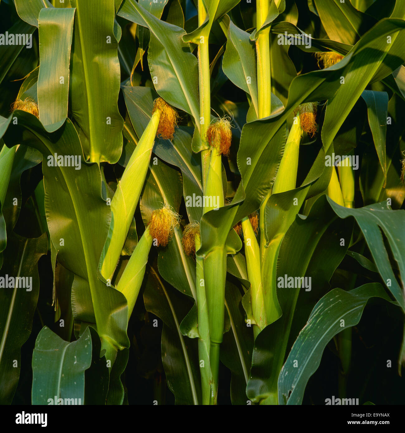 Agriculture - Healthy ears of mid season grain corn on the stalks ...
