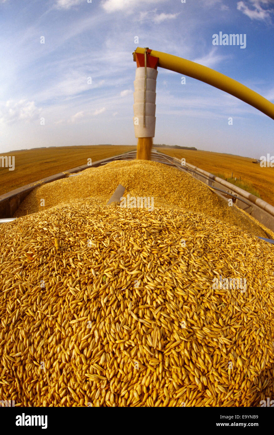 Auguring oats hi-res stock photography and images - Alamy