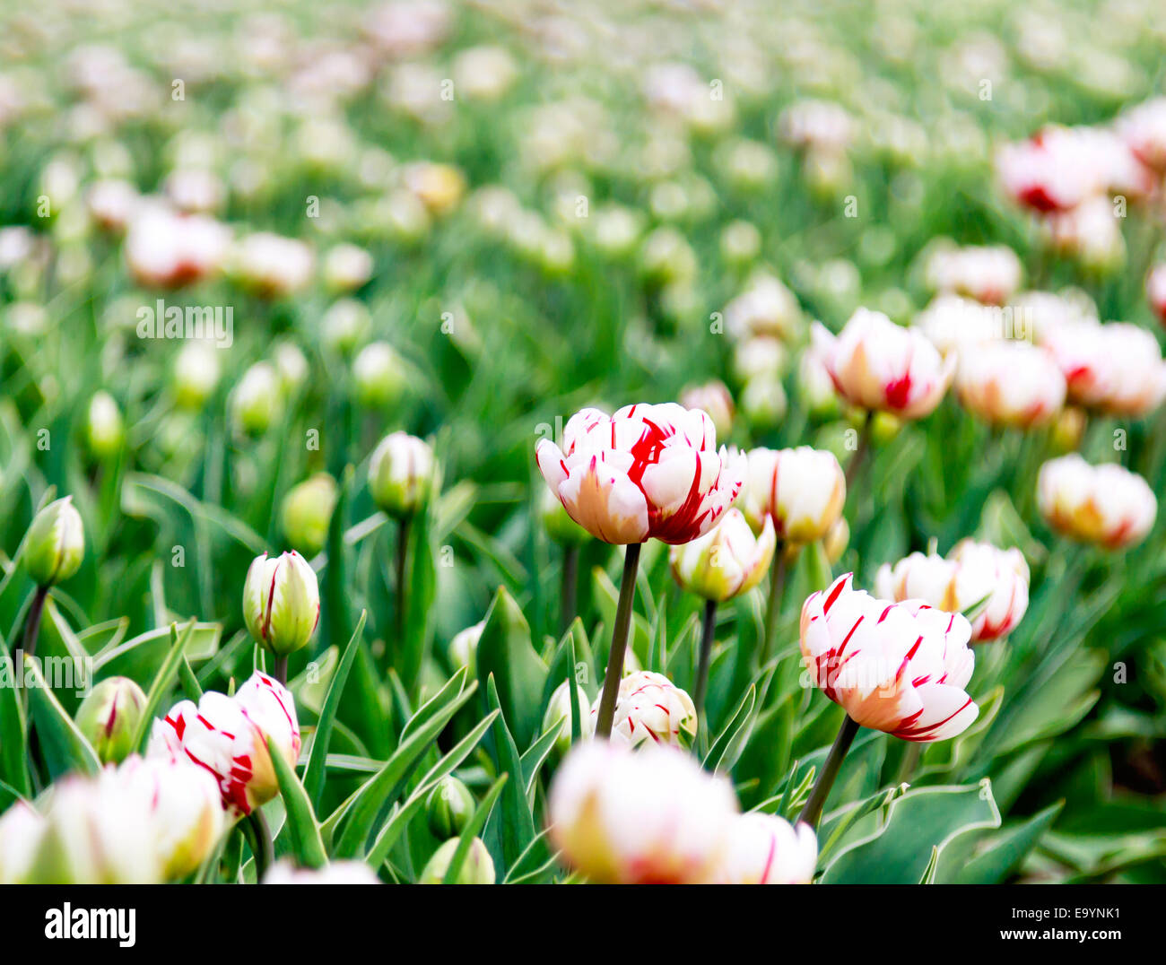 Red cream and white Flaming Club Tulip highlighted in a field in ...