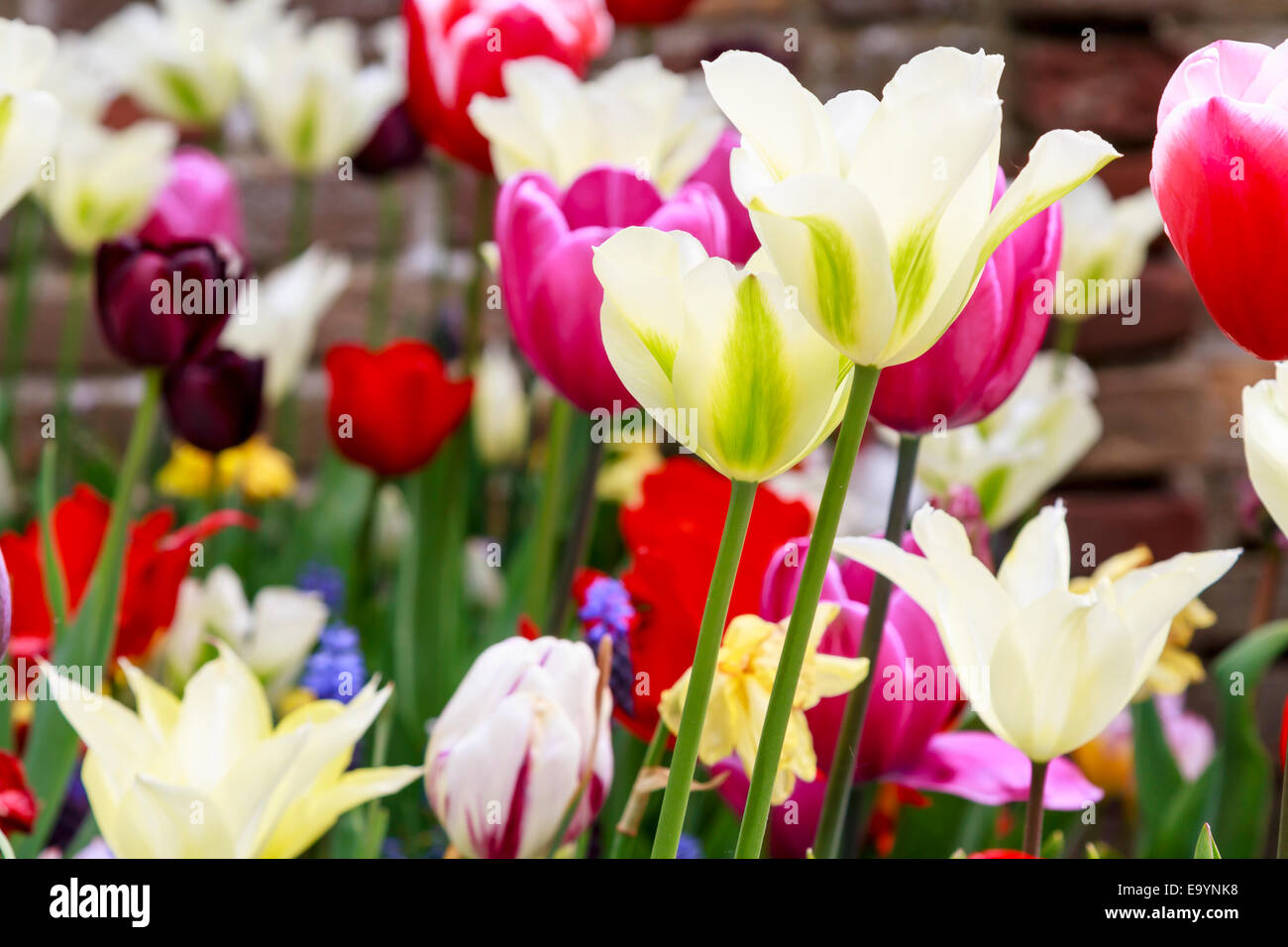 Assortment of vivid garden flowers growing together Stock Photo - Alamy