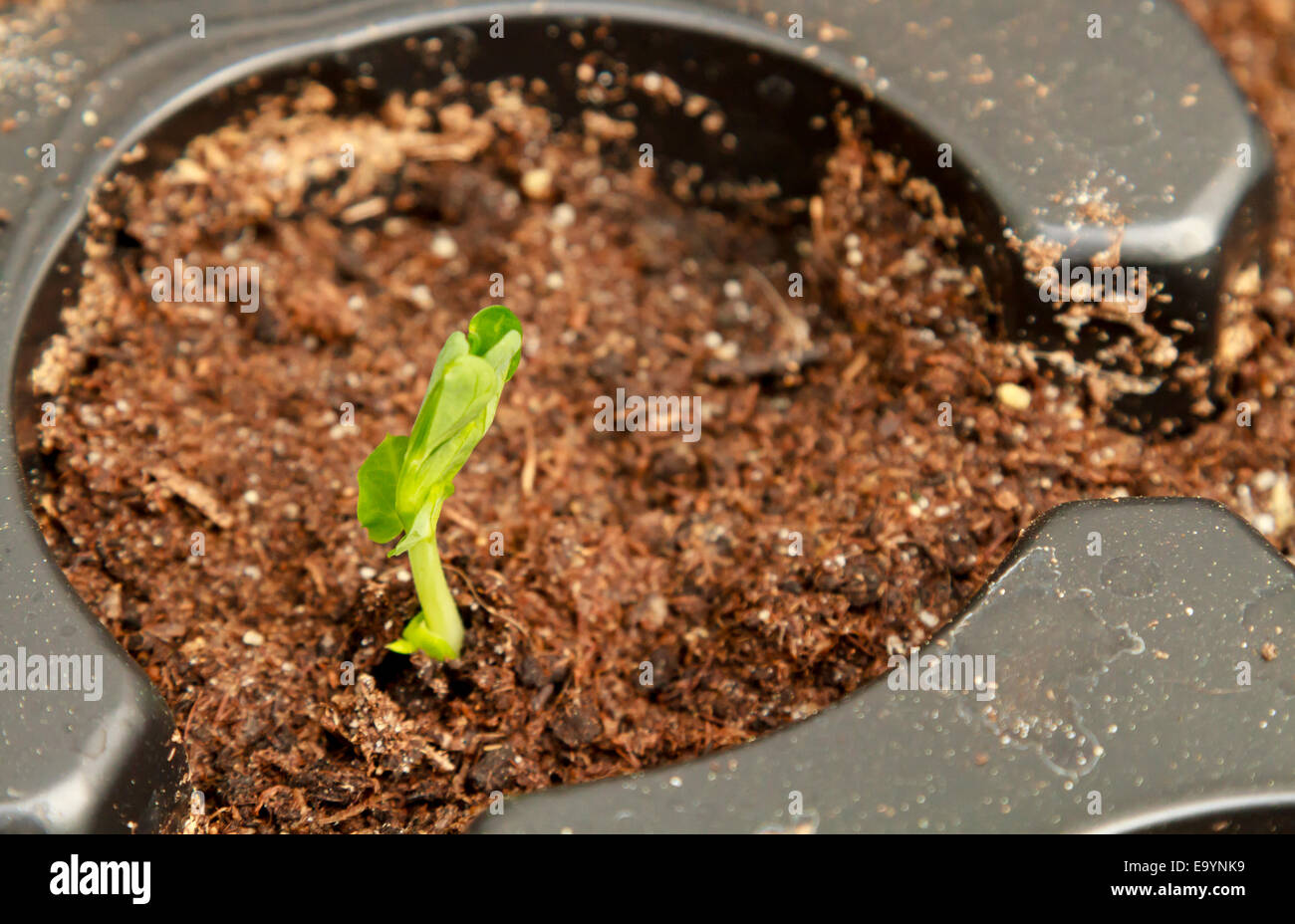 Young sapling just starting to grow in plastic growing pot Stock Photo ...