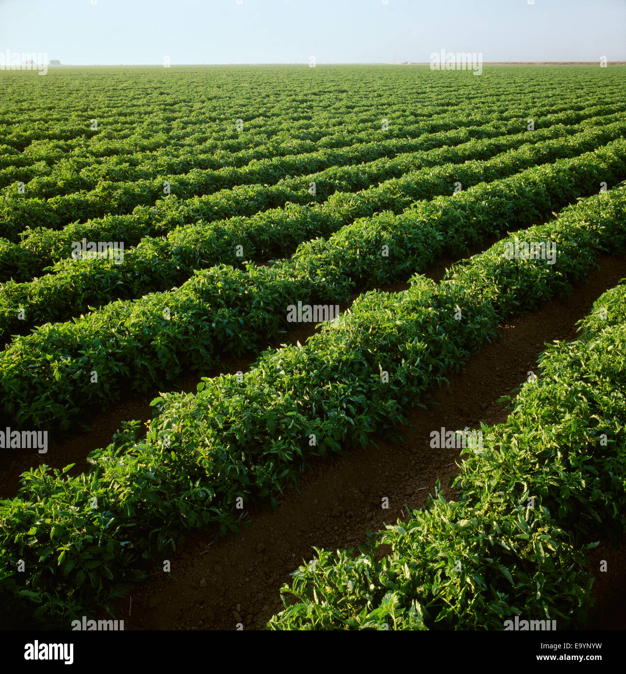 Agriculture - Maturing processing tomato field in mid summer early ...