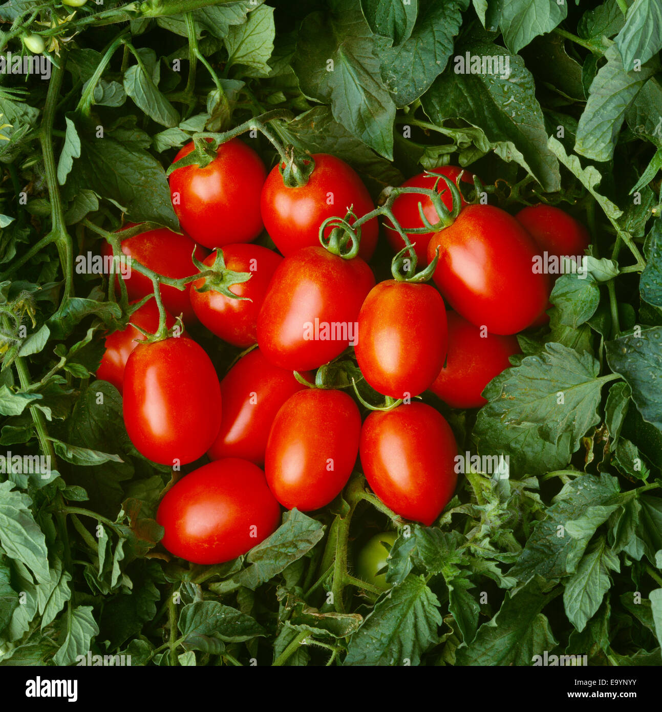 Agriculture maturing processing tomato field hi-res stock photography and images - Alamy