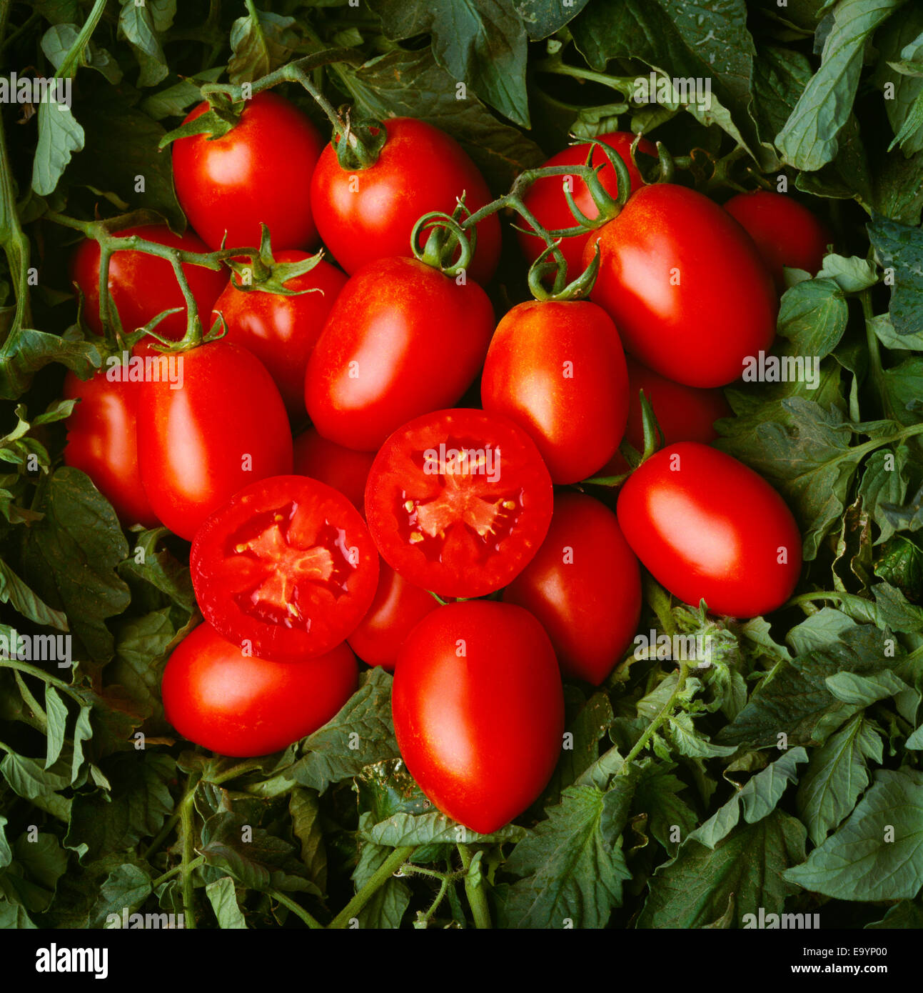 Mature processing tomato field hi-res stock photography and images - Alamy