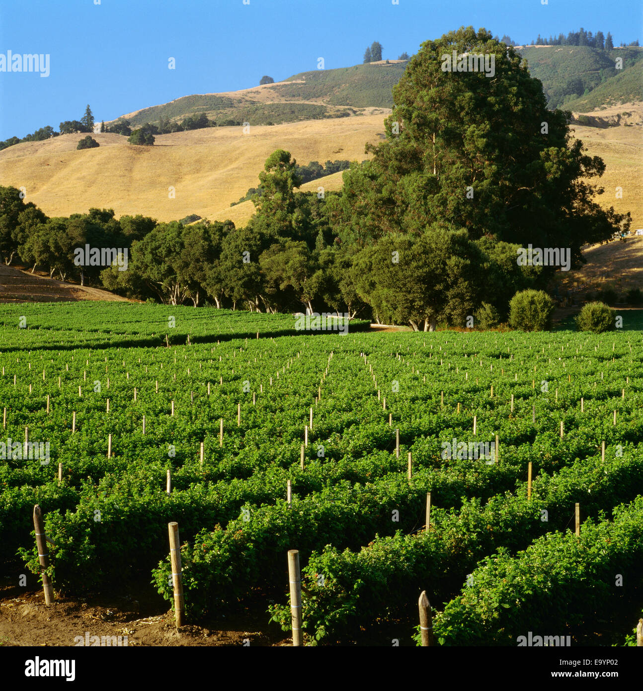 Agriculture - Raspberry bushes / Watsonville, California, USA Stock ...