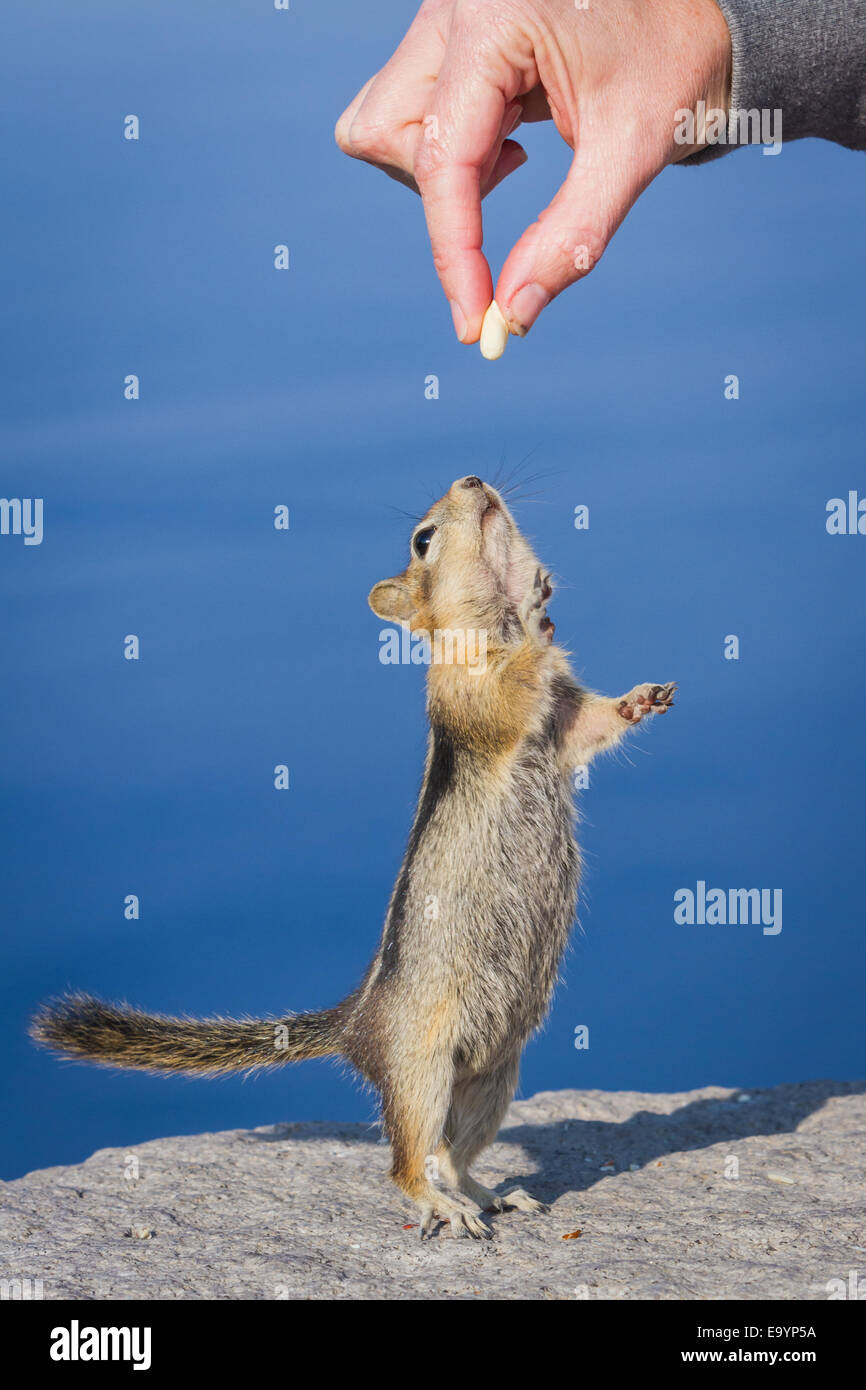 small chipmunk standing on his hind legs reaching for a peanut Stock ...
