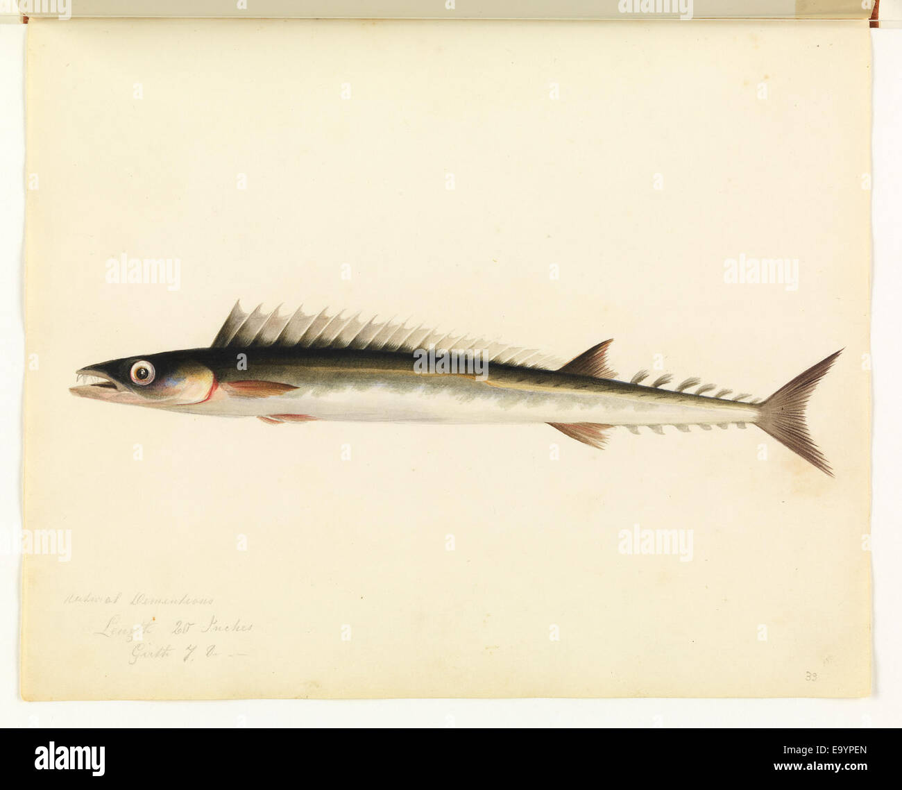 The Barracouta is a species of fish found in the waters around Tasmania ...
