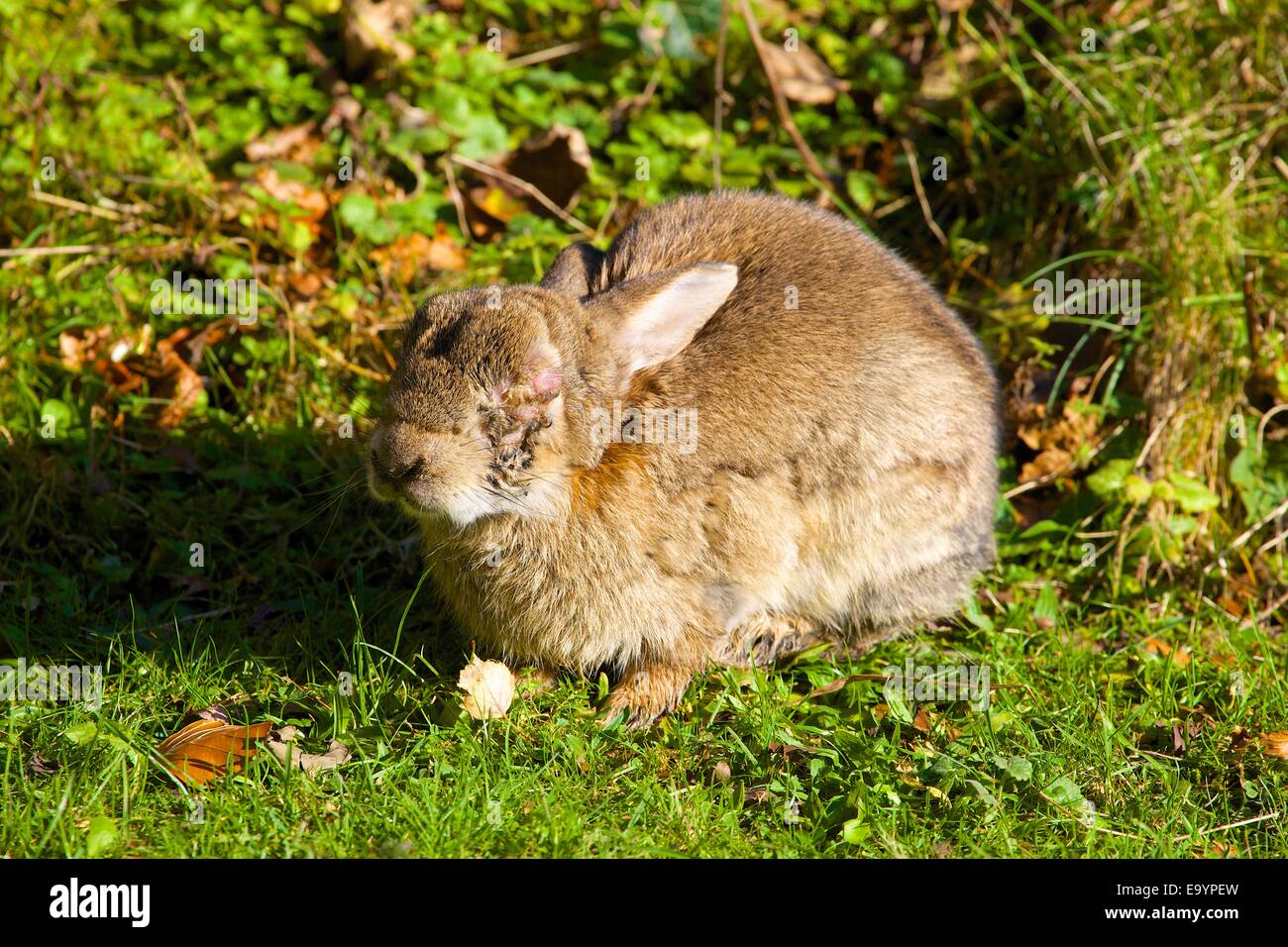 Rabbit with swollen closed eye due to Myxomatosis disease Stock Photo ...