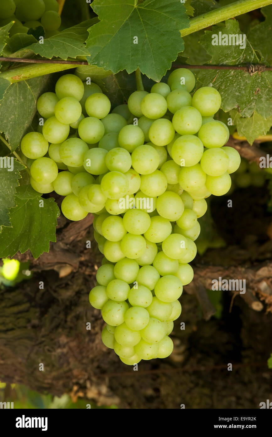 Closeup of a cluster of mature Perlette table grapes on the vine / near ...