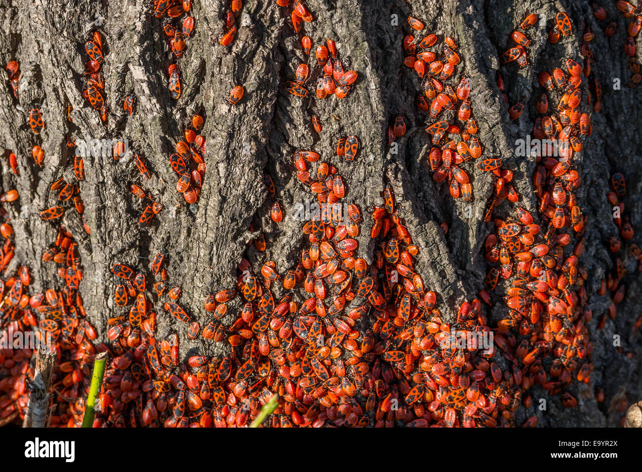 Tree bugs hi-res stock photography and images - Alamy