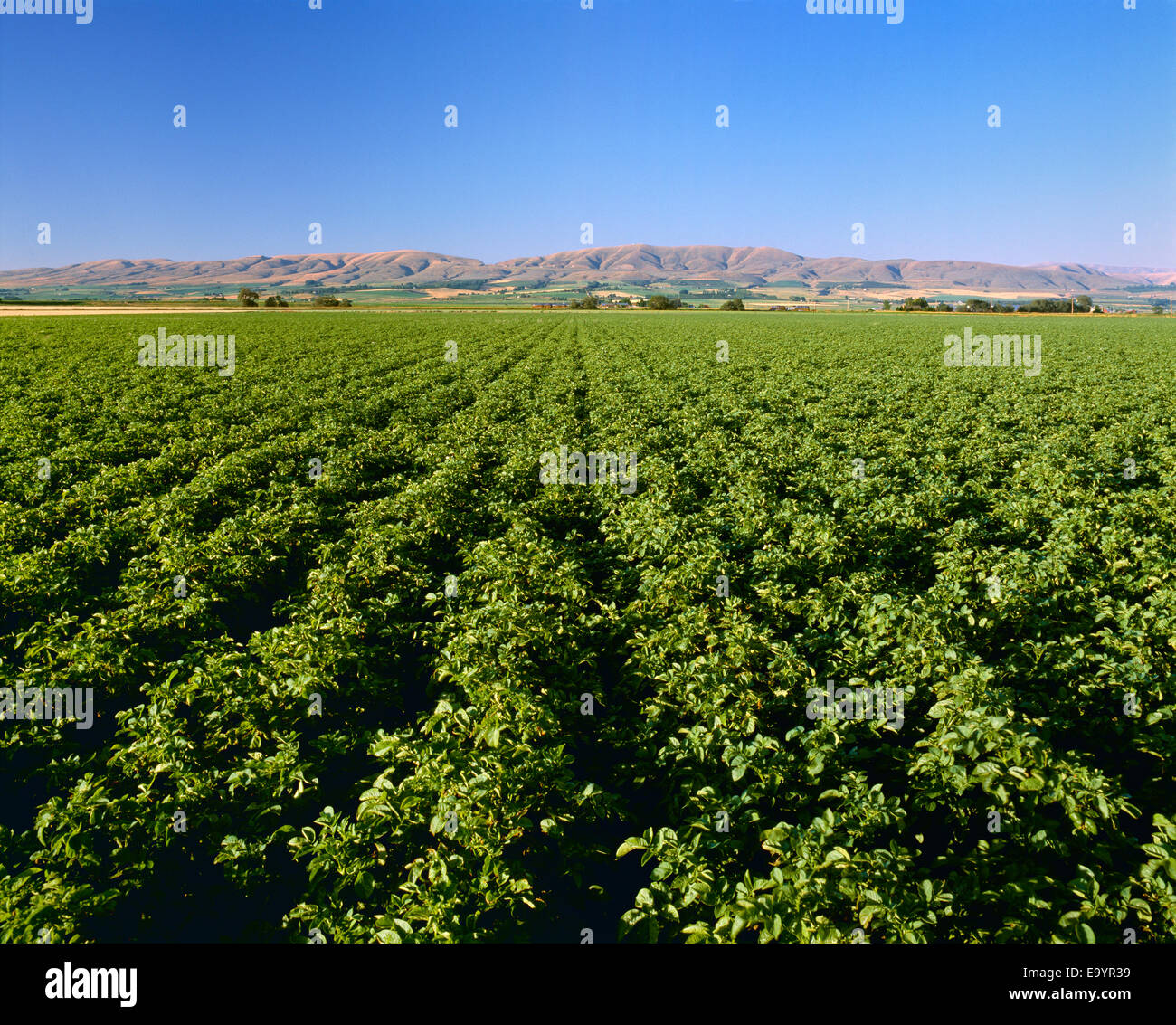 Kittitas washington field hi-res stock photography and images - Alamy
