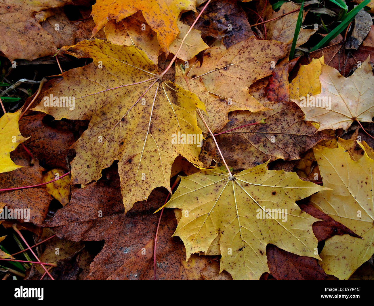 Golden sycamore leaf hi-res stock photography and images - Alamy