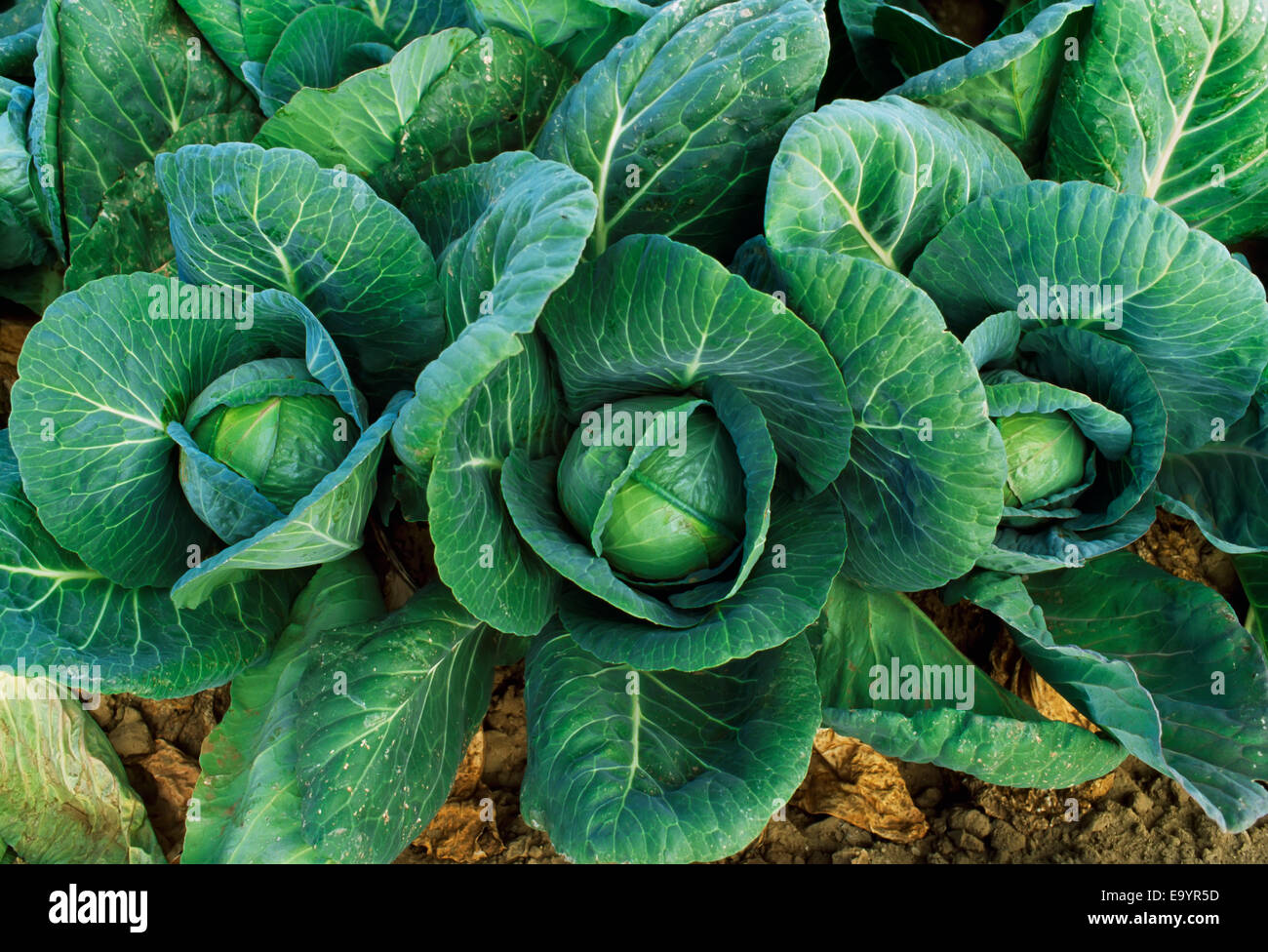 Agriculture - Maturing heads of green cabbage growing in the field ...