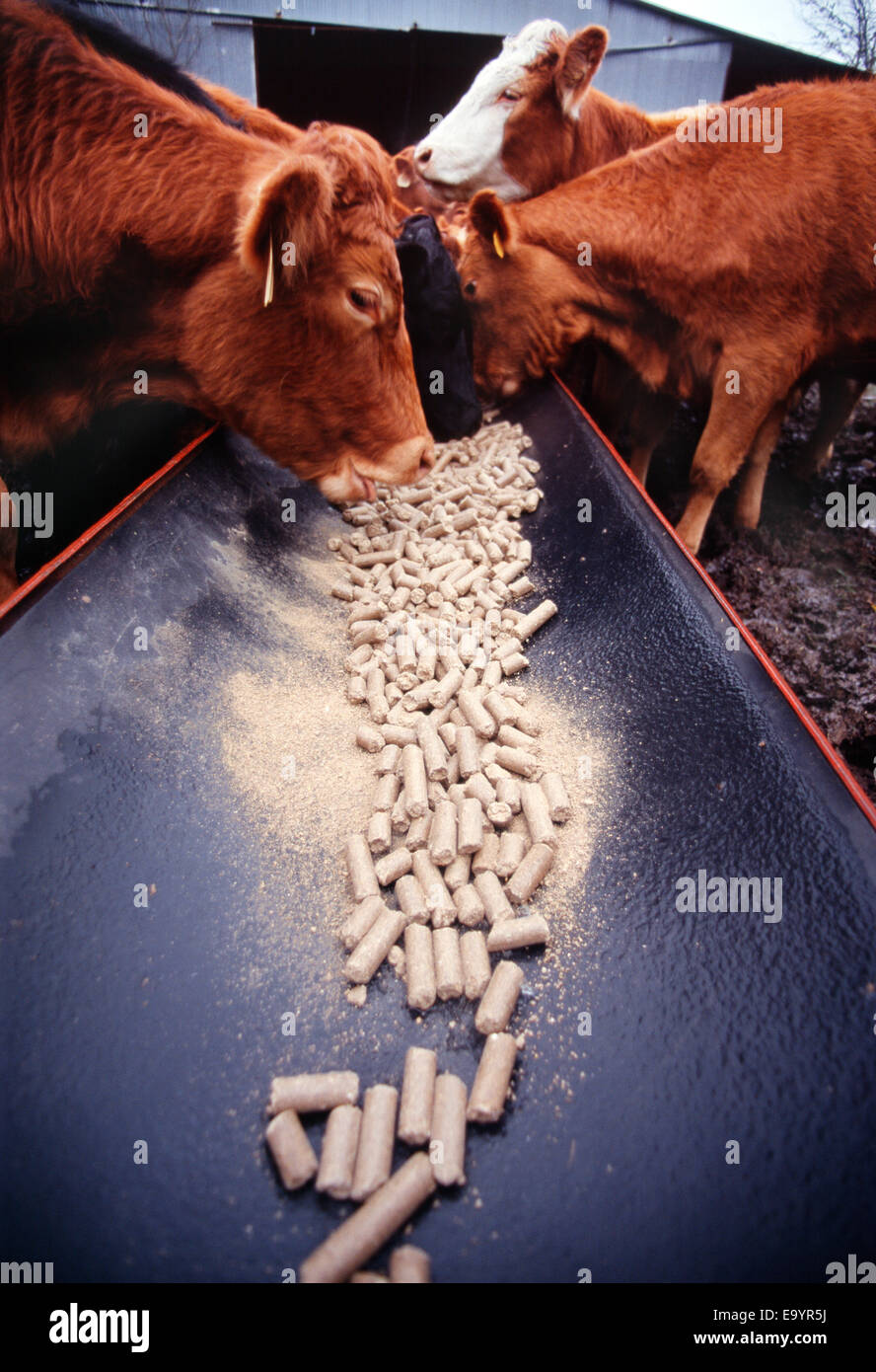 Livestock - Crossbred beef heifers eating range cubes from a bunk ...
