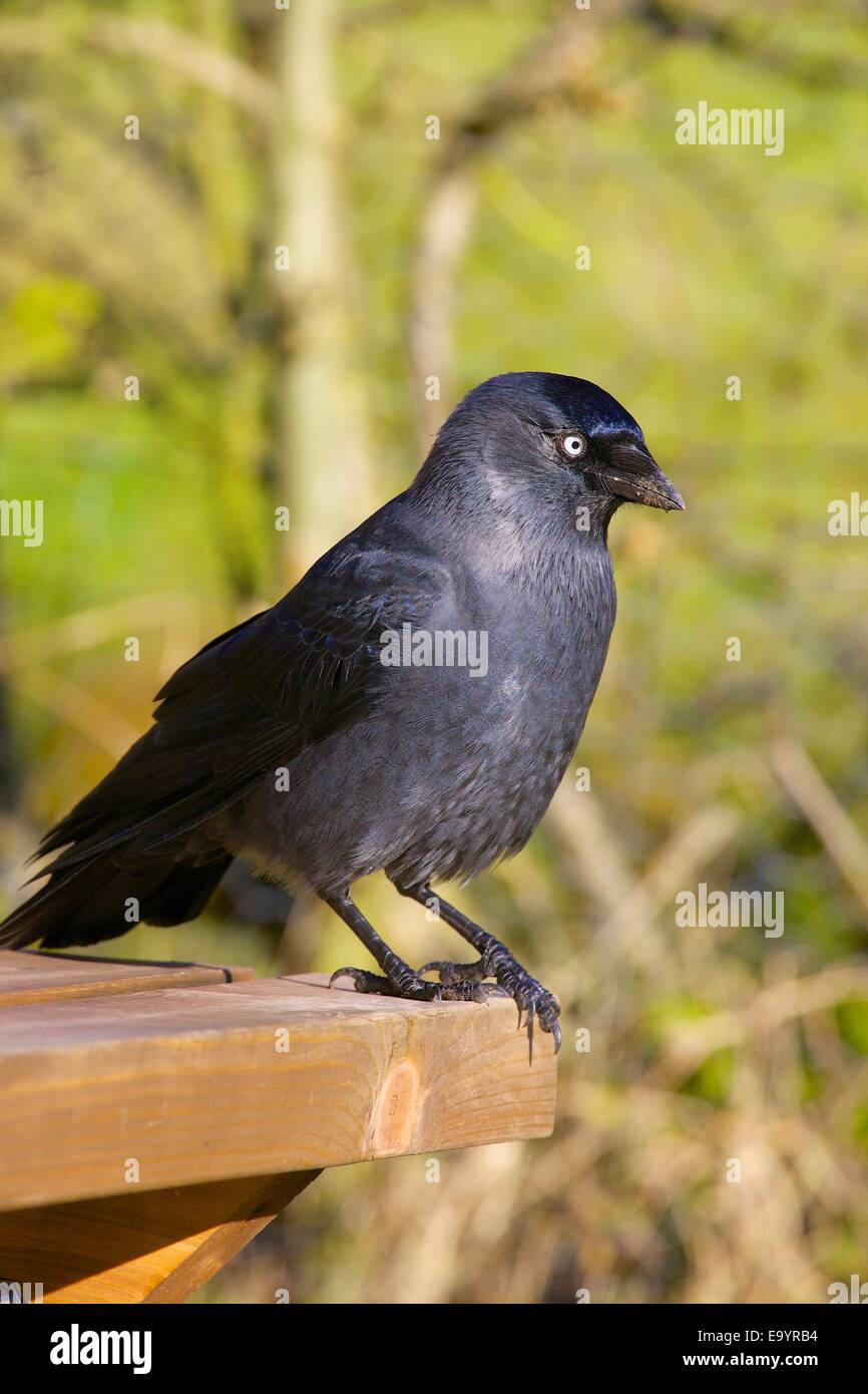 Jackdaw corvus monedula sitting hi-res stock photography and images - Alamy