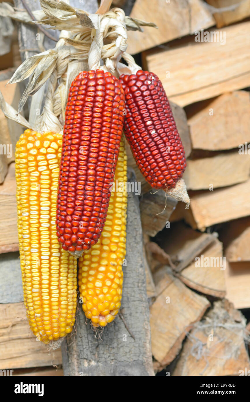 Hanging maize hi-res stock photography and images - Alamy
