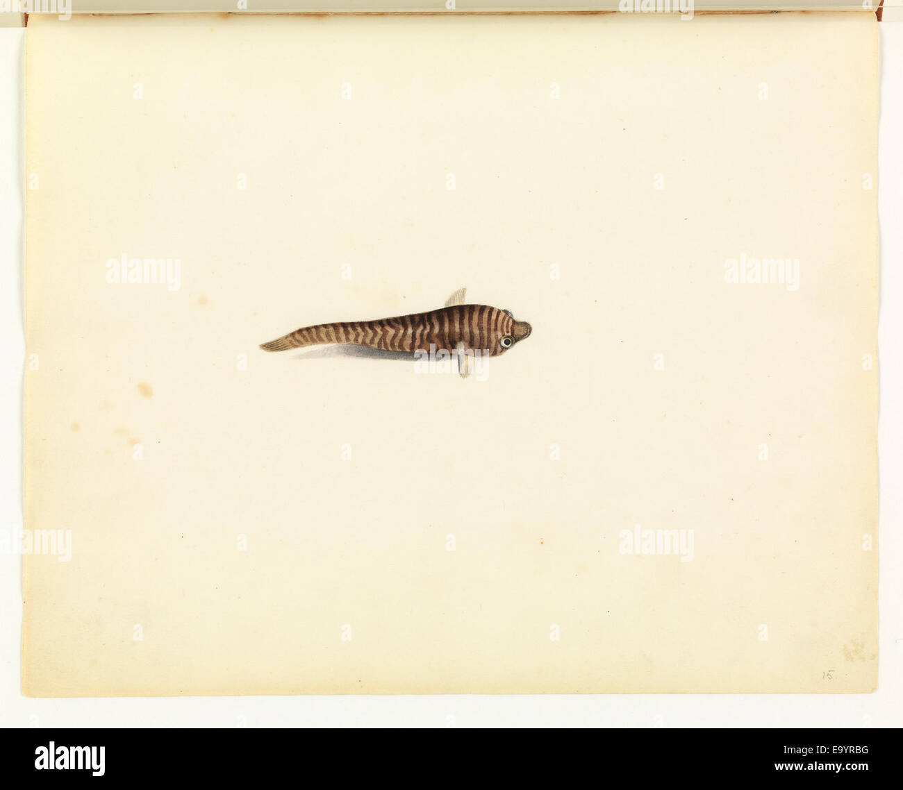 Cling fish hi-res stock photography and images - Alamy