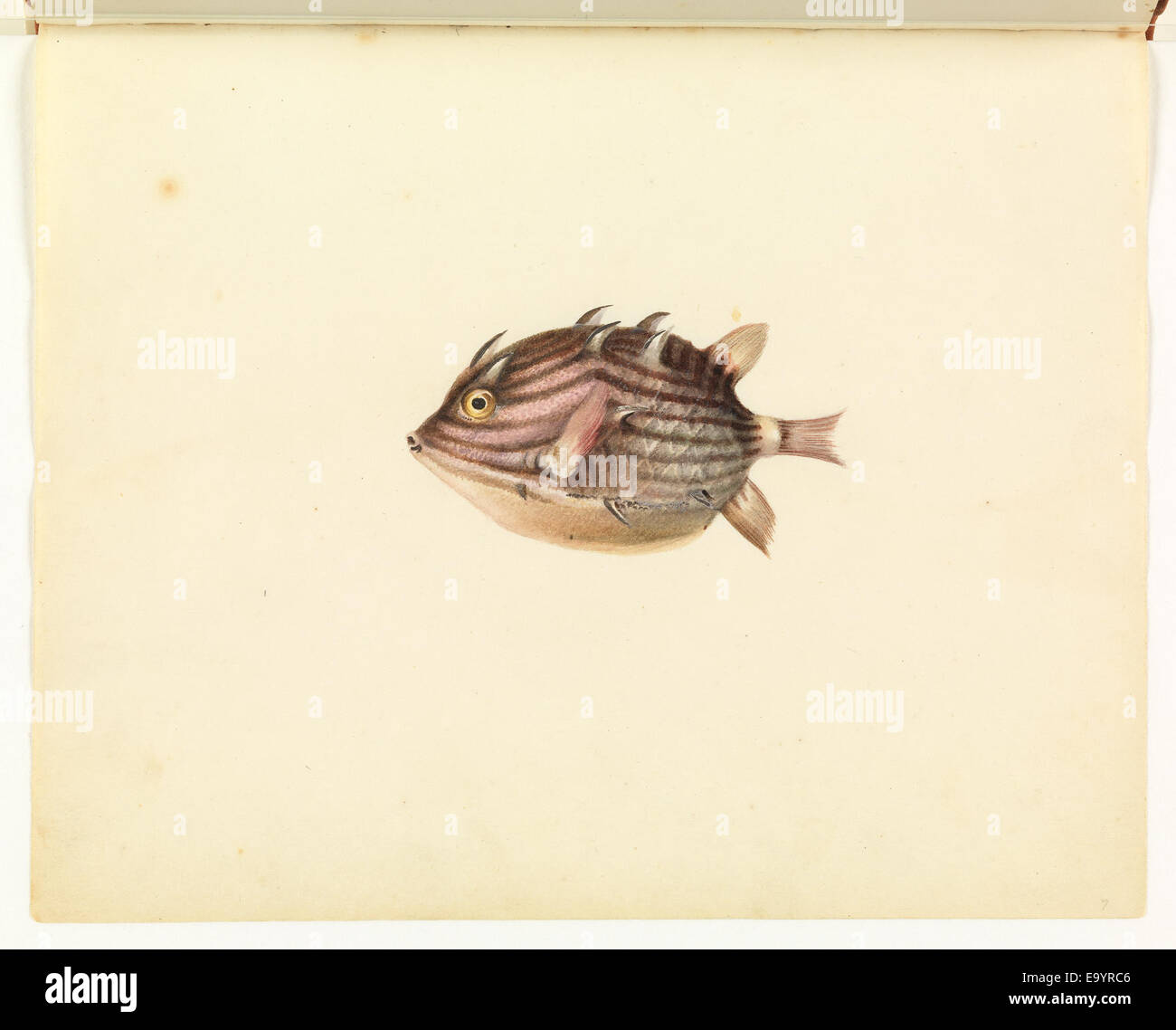 The cow or coffer fish, known for its unique appearance and behavior ...