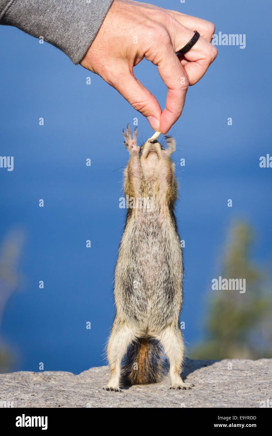 Begging chipmunk hi-res stock photography and images - Alamy