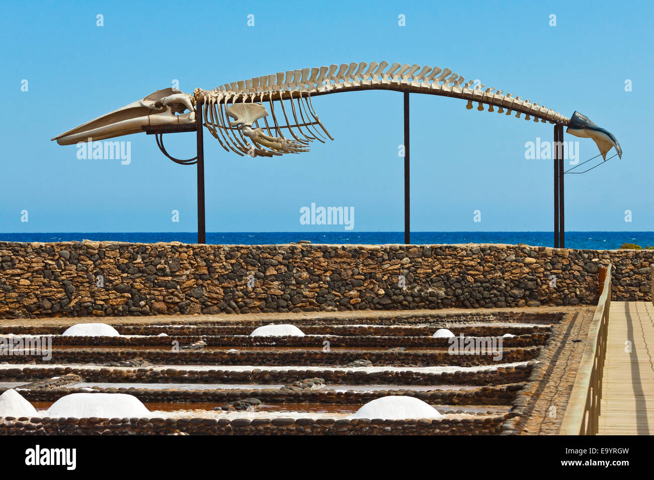 Juvenile sperm whale skeleton El Carmen Salinas & Salt Museum on E ...